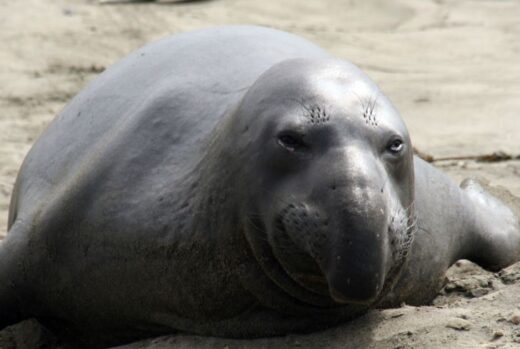 15 Amazing Animals With Big Noses (Pictures Inside) | Earth Eclipse