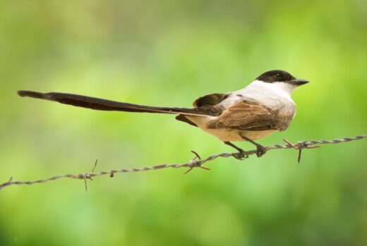 15 Types of Animals With Long Tails (With Pics) | Earth Eclipse