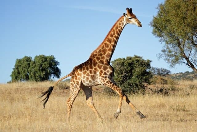 15 Types of Animals With Long Tails (With Pics) | Earth Eclipse