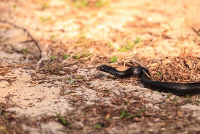 13 Types of Black Snakes in Florida (With Pictures) | Earth Eclipse