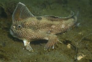 15 Types of Fish With Legs And Can Walk (With Pictures) | Earth Eclipse