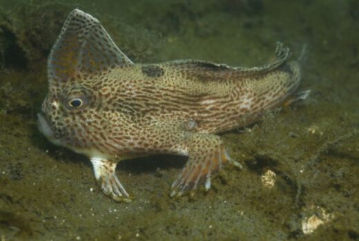 15 Types of Fish With Legs And Can Walk (With Pictures) | Earth Eclipse