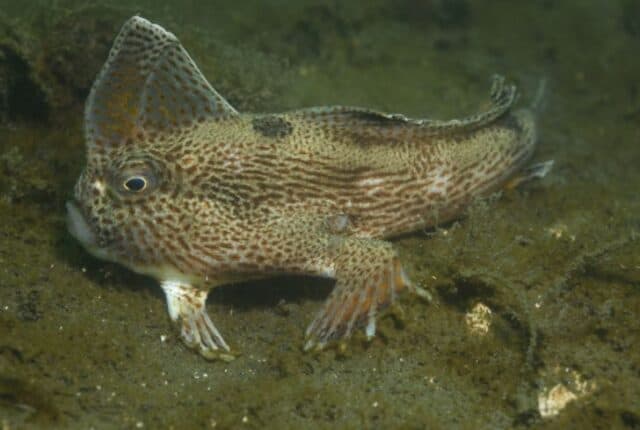 15 Types of Fish With Legs And Can Walk (With Pictures) | Earth Eclipse