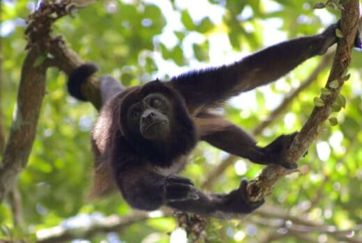 15 Types of Animals With Long Tails (With Pics) | Earth Eclipse