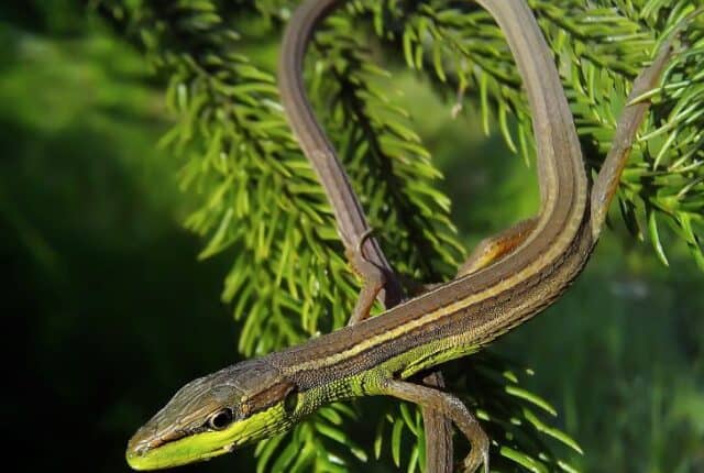 15 Types of Animals With Long Tails (With Pics) | Earth Eclipse