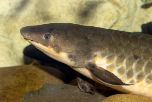 15 Types of Fish With Legs And Can Walk (With Pictures) | Earth Eclipse