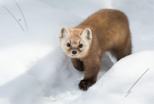 17 Amazing Animals Similar to Ferrets (With Pics) | Earth Eclipse