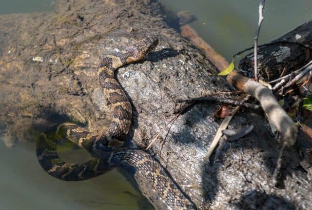 13+ Water Snakes of North Carolina (With Pictures) | Earth Eclipse