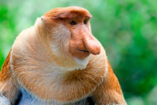 15 Amazing Animals With Big Noses (Pictures Inside) | Earth Eclipse