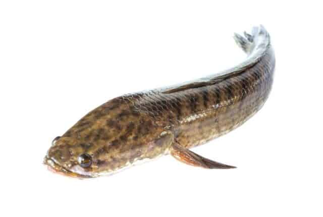 15 Types of Fish With Legs And Can Walk (With Pictures) | Earth Eclipse