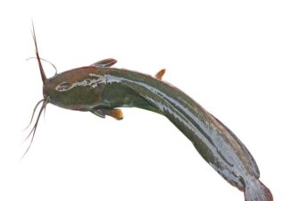 15 Types of Fish With Legs And Can Walk (With Pictures) | Earth Eclipse