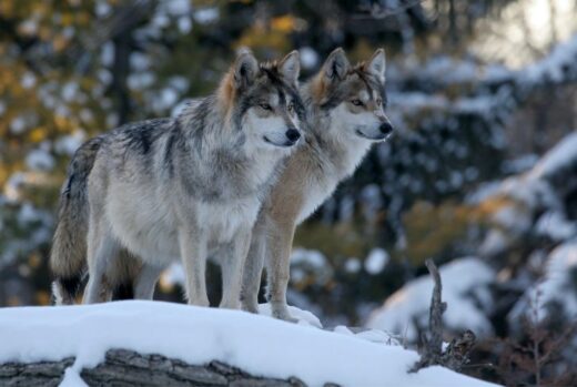 15 Types of Animals With Long Tails (With Pics) | Earth Eclipse