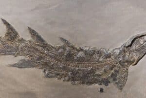 15 Types of Fish With Legs And Can Walk (With Pictures) | Earth Eclipse