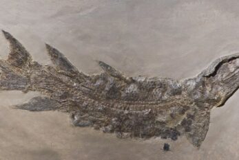 15 Types of Fish With Legs And Can Walk (With Pictures) | Earth Eclipse