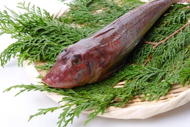 15 Types of Fish With Legs And Can Walk (With Pictures) | Earth Eclipse