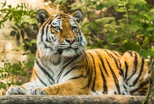 17 Amazing Animals With Eyebrows (With Pictures) | Earth Eclipse