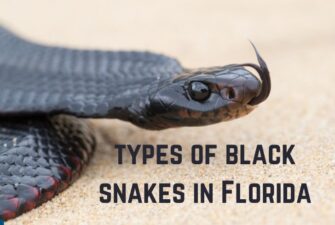 13 Types of Black Snakes in Florida (With Pictures) | Earth Eclipse